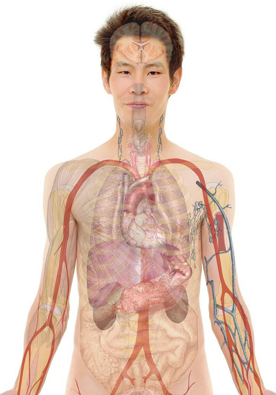 Human Body And Its Functions Science Hub 4 Kids Human Body And Its Functions Science Hub 4 Kids