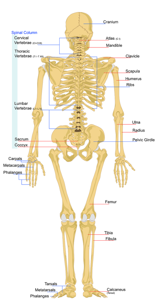 Human Bones And The Skeleton | Science Hub 4 Kids