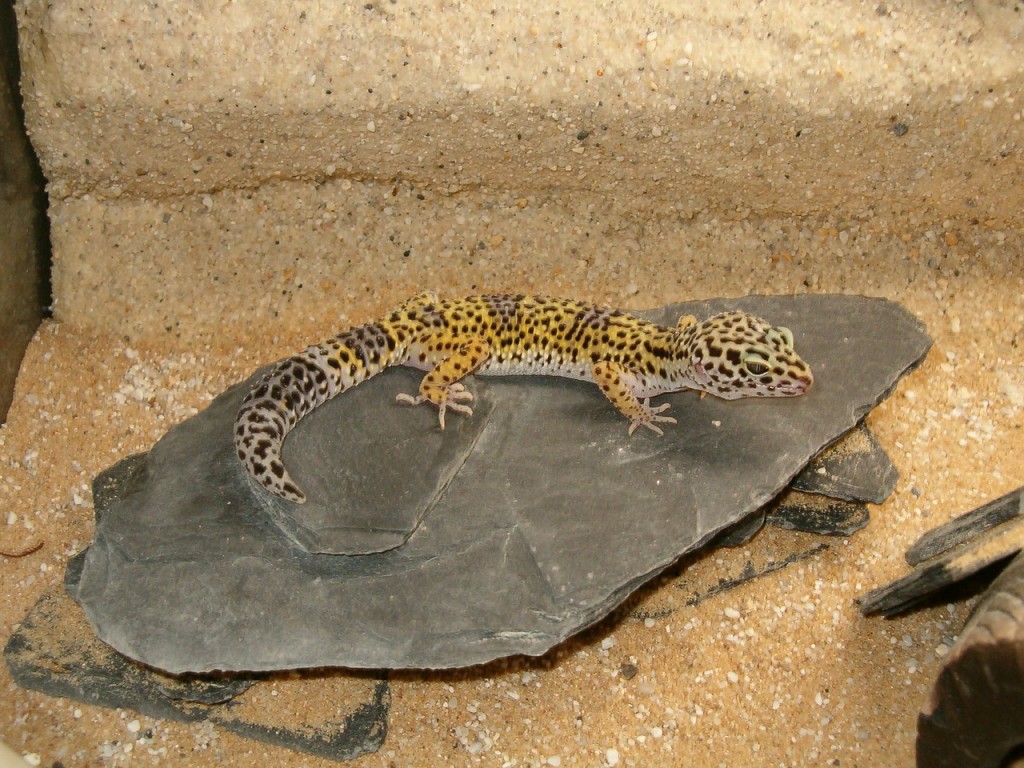Gecko,reptiles And Amphibians | Science Hub 4 Kids