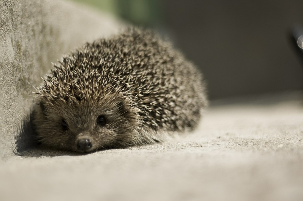Hedgehog,insect Eaters, What To Feed Hedgehogs | Science Hub 4 Kids